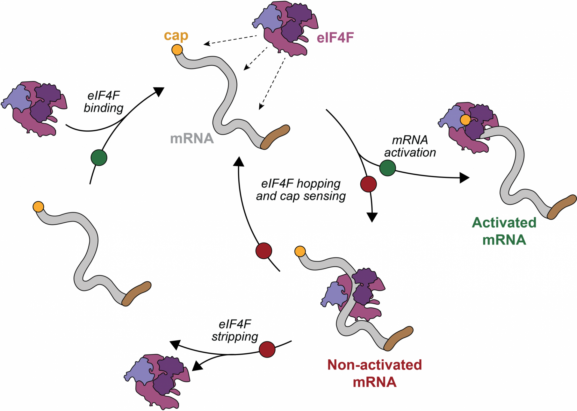 Gonzalez Lab Study Published in "Nature" Redefines mRNA Activation ...